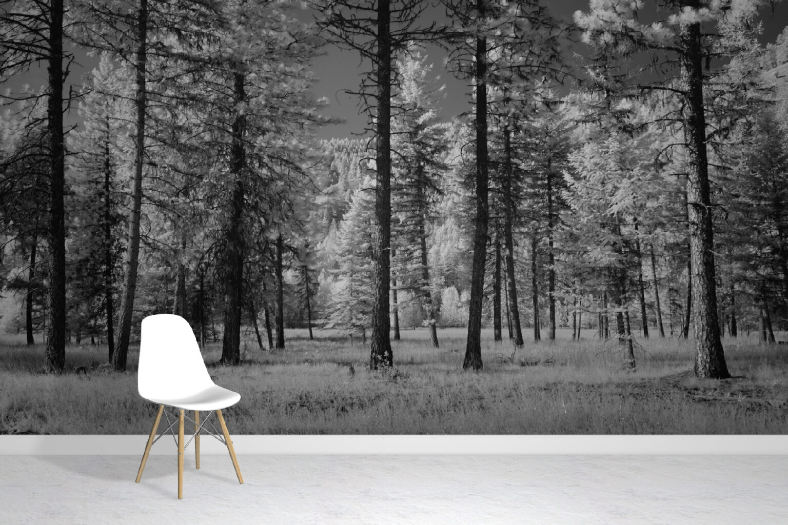 Black Forest Wallpaper Mural- Forest Wallpapers - Wall Murals