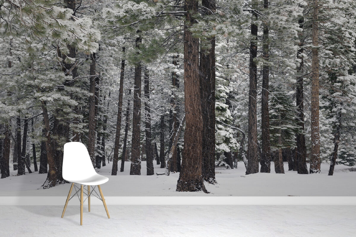 Snowy Forest Wallpaper Mural- Forest Wallpapers - Wall Murals